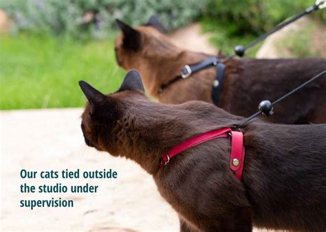 Cat Harness And Leash Cat Carrier Fida Cat Leash Set For Walking Kitten