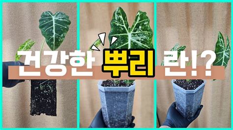 누구나 할 수 있는 건강한 분갈이 요령 핵심만 짧게feat 무늬프라이덱 분갈이 및 근황 Youtube