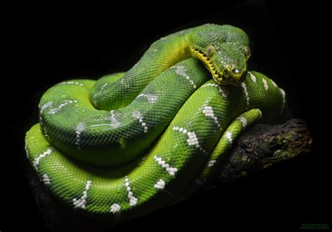 🔥 50 Green Tree Python Wallpapers Wallpapersafari