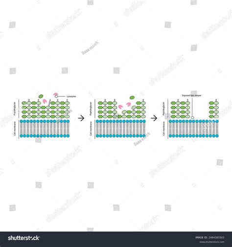 Diagram Showing Lysozyme Action On Bacterial Stock Vector Royalty Free