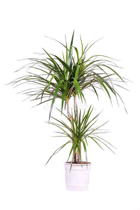 Isolated Dracena Stock Image Image Of White Decor Vase 15981807