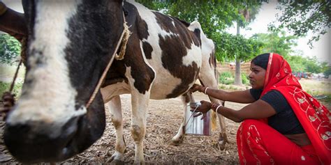 Govt To Provide Kisan Credit Cards To One Crore Lakh Dairy Farmers