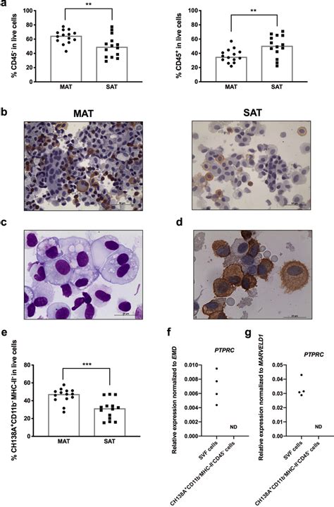 Cd45 Negative Cells A Frequencies Of Cd45⁻ And Cd45⁺ Cells In Total Download Scientific