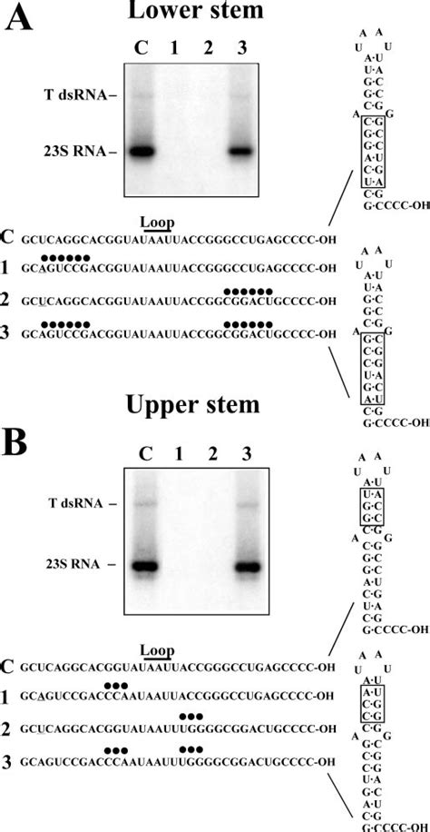 Effects Of The 3 Terminal Stem Structure On 23 S Rna Virus Replication Download Scientific