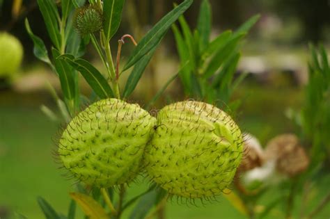 Gomphocarpus Physocarpus Commonly Known As Hairy Balls Balloonplant