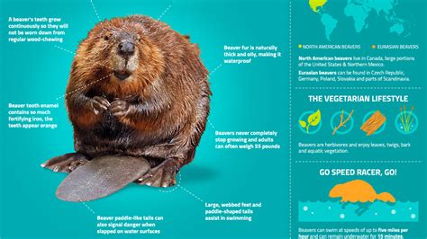 Leave It To Beavers Infographic Beavers 101 Nature Pbs
