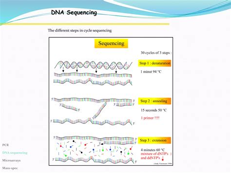 Dna Sequencing 1 Pptx