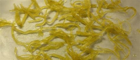 Candied Lemon Zest Recipe Candied Lemons Candied Lemon Zest Candied Lemon Peel