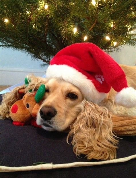 This Cute Cocker Spaniel 🐶 🎅 🎄 Rcute
