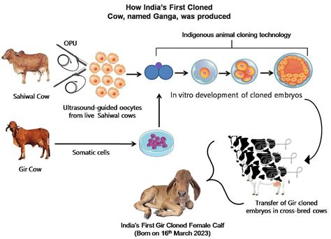 Animal Cloning Process