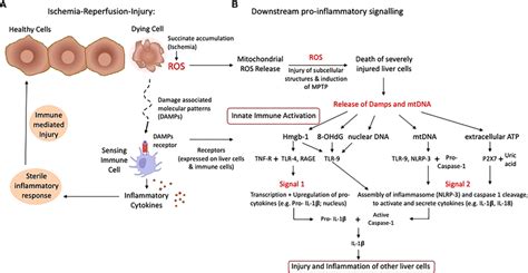 Schematic Presentation Of Ischemia Reperfusion Injury With