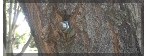 Tree Service In Boise A Tree Company