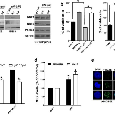 Malat1 Depletion Reduces Proteasome Gene Expression In Mm Cells A Gsea Download Scientific