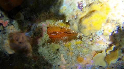 크리스마스x Mas 시즌 팔아우 다이빙 중에 촬영한 전기조개불꽃조개 Youtube