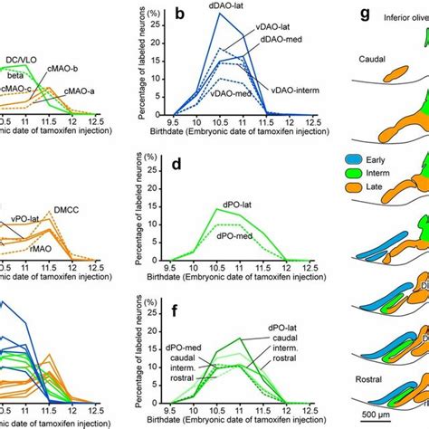 Neurogenic Timing Distribution Of Neurons In Different Subdivisions Of