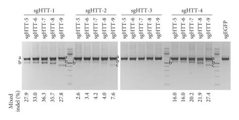 Targeting N Terminal Htt With A Dual Sgrna Strategy A Design Of Download Scientific Diagram