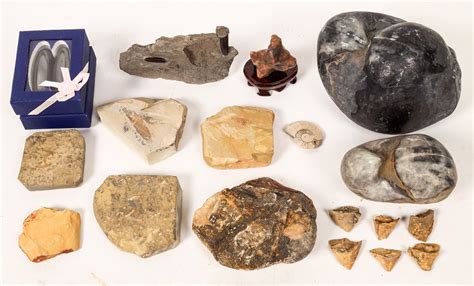 Bivalve Magnitite Insect Fossils Dealers 150823