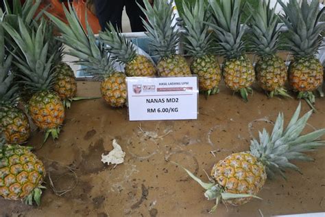 Hasil Ladang Upm Di Putra Mart