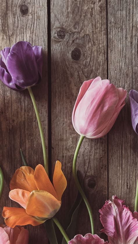 Tulipanes Fondo De Pantalla 4k Hd Id11486