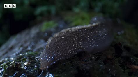 혐 충격적인 민달팽이 번식방법  유머 움짤 이슈 에펨코리아