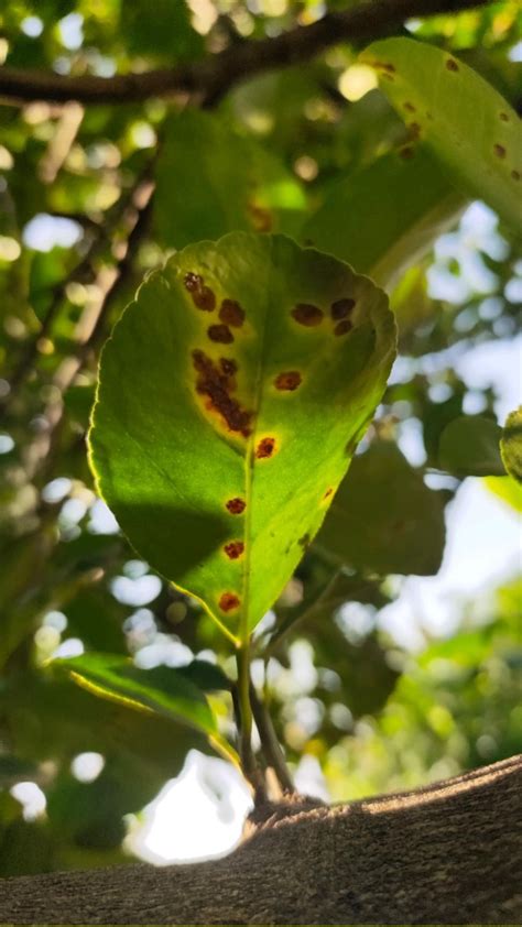 citrus canker disease artofit