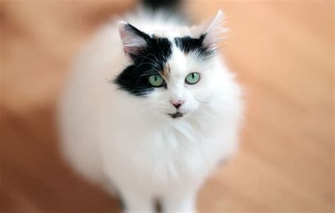 Turkish Van Breed Profile Things To Know Before Adopting A Turkish Van