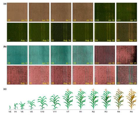 Corn Grain Yield Prediction And Mapping From Unmanned Aerial System Uas Multispectral Imagery