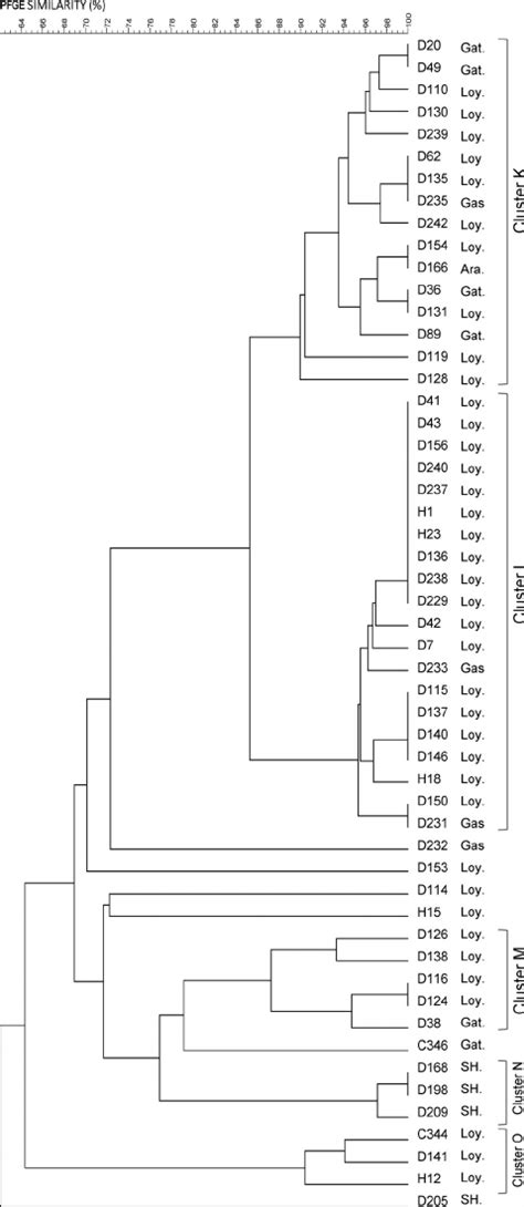 Dendrogram Of Ctx M Producing E Coli Isolates Pfge Profiles Gener