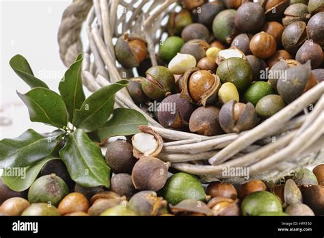 Macadamia Nuts Harvest Close Up Stock Photo Alamy