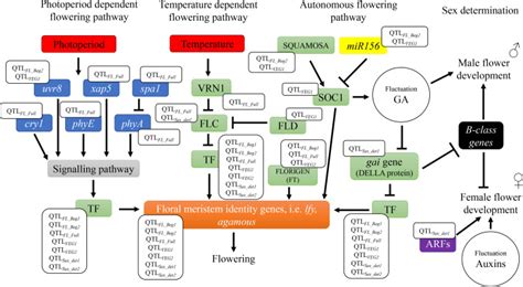 Genetic Architecture Of Flowering Time And Sex Determination In Hemp
