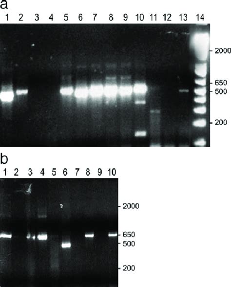Nested PCR Of Individual LCM Captured Cells A RT Was Performed On