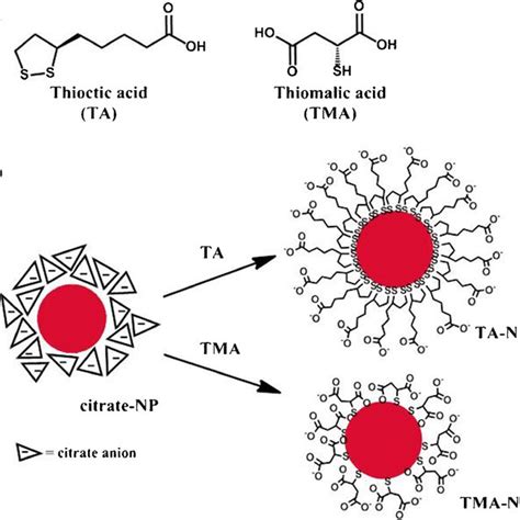 Pdf Analysis Of Citrate Capped Gold And Silver Nanoparticles By
