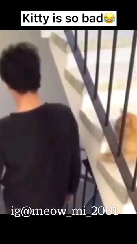 Ginger Cat Whacking A Guy As He S Walking By Cats Being Jerks Videos