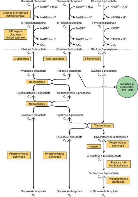 The Pentose Phosphate Pathway And Other Pathways Of Hexose Metabolism Basicmedical Key