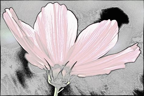Cosmos Flower Drawing