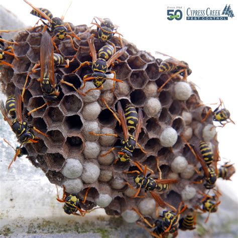 How To Remove A Wasp Nest Call The Pros