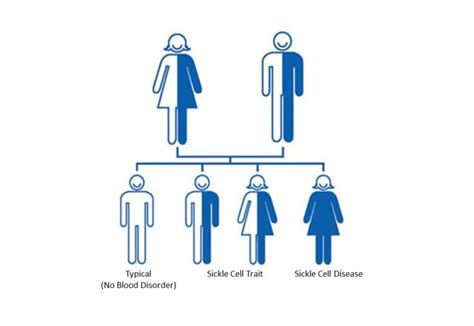 Sickle Cell A Recent Example Of A “good” Germline Mutation No