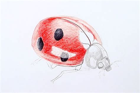 How To Draw A Realistic Ladybug