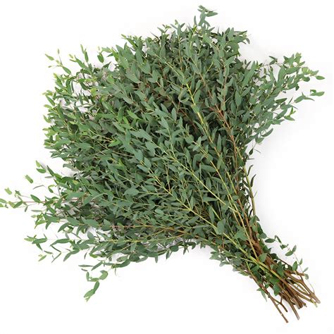 Arizona Flower Market Eucalyptus Parvifolia