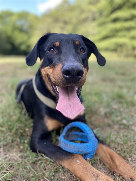 Prevalence Of Epilepsy Among Beaucerons Rbeauceron
