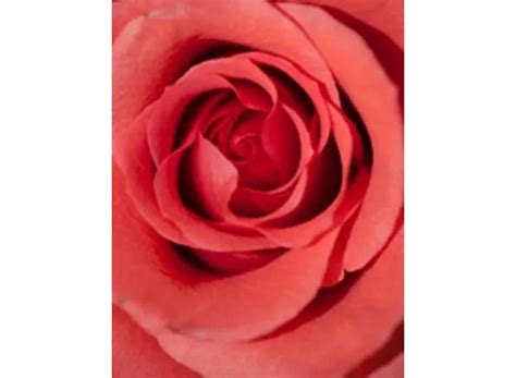 Ann Elizabeth Spruill Obituary 2025 Jackson Nc Askew Funeral And Cremation Services