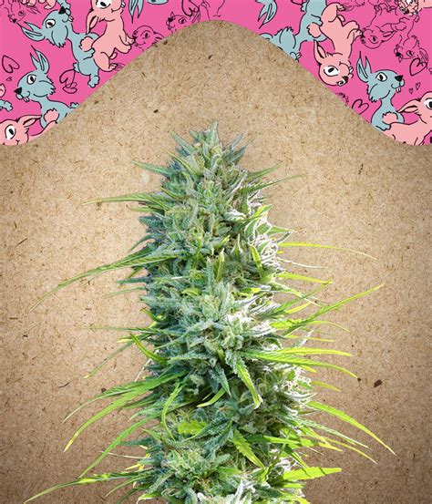 Sex Bud Feminized Seeds