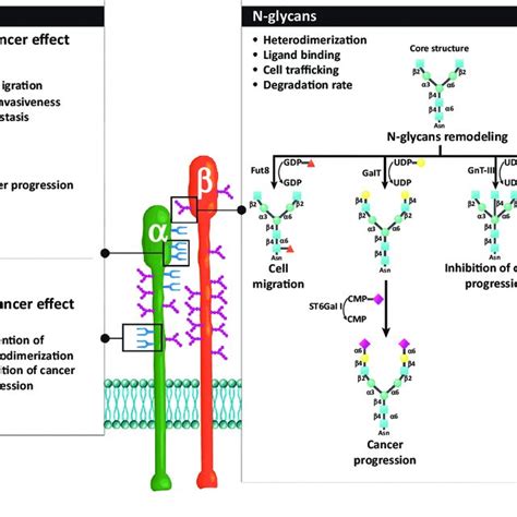 N And O Glycosylation Of Integrins And Associated Functions Core 1 Download Scientific Diagram