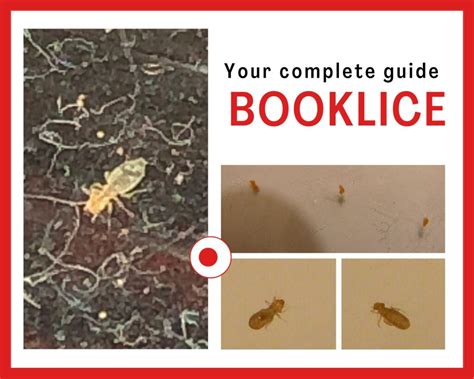Guide To Getting Rid Of Book Lice Sydneys Best Pest Control