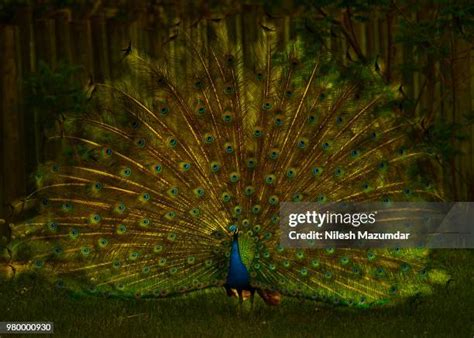 Nilash Photos And Premium High Res Pictures Getty Images