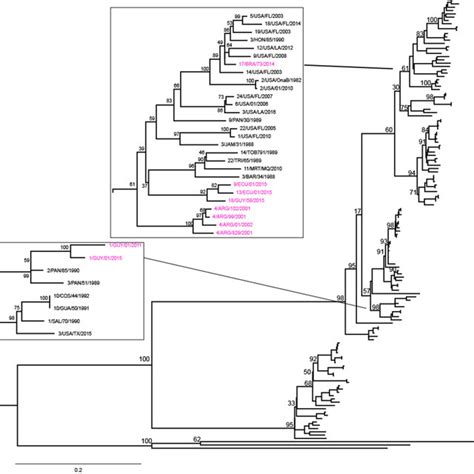 Maximum Likelihood Tree Showing Phylogenetic Relationships Among Seg8