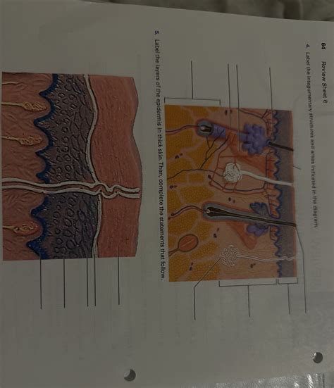 4 ﻿label The Integumentary Structures5 ﻿label The