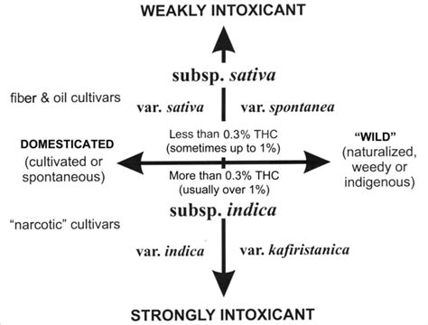 Classification Of Cannabis Sativa By Small And Cronquist 1976 Download Scientific Diagram