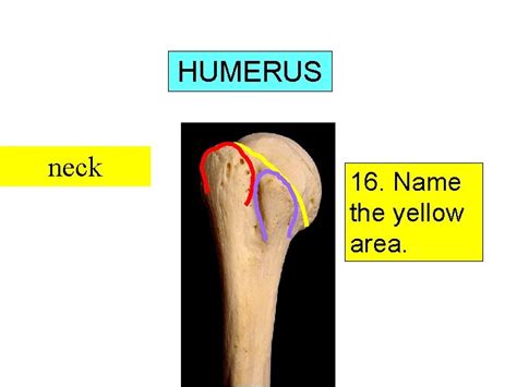 Fraktur Acromion 18 Koleksi Gambar