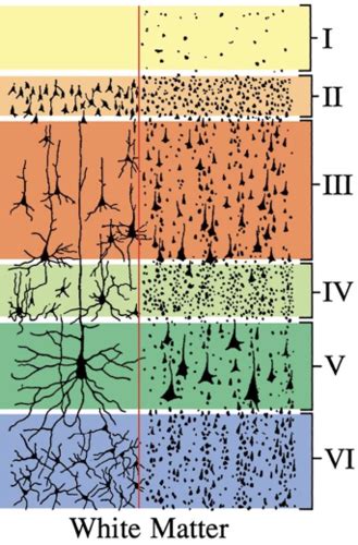 Cns 3 Cortex Cerebri Flashcards Quizlet